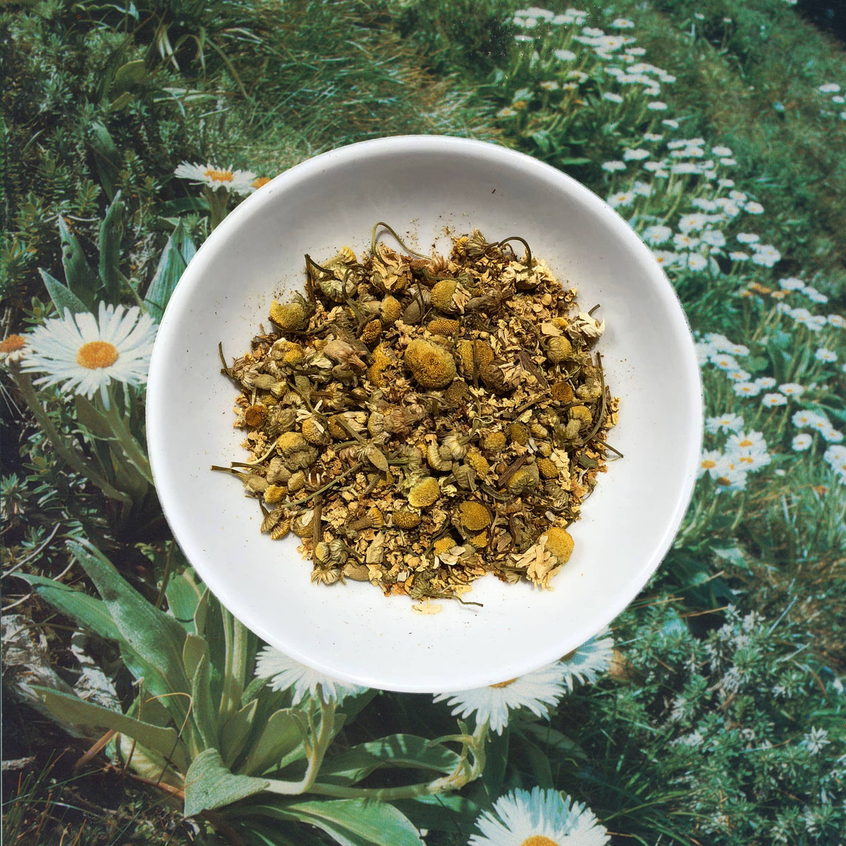 Flowerhead Tea – Meus Floral